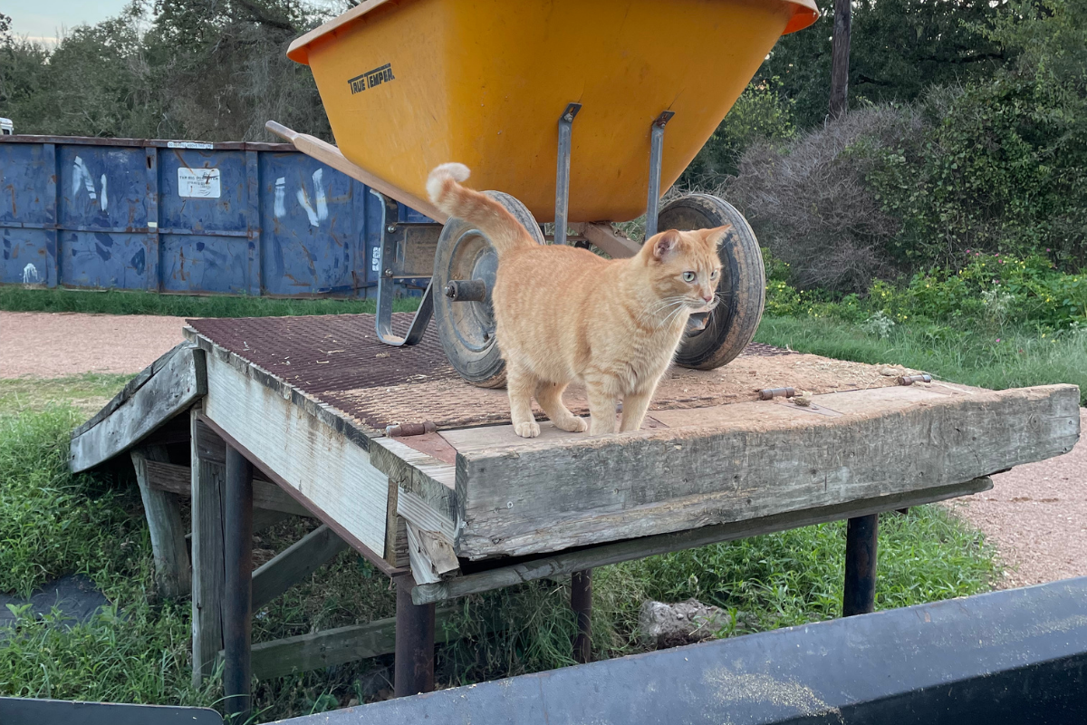 McKenzie's fundraiser for Aggieland Humane Society | GiveGab