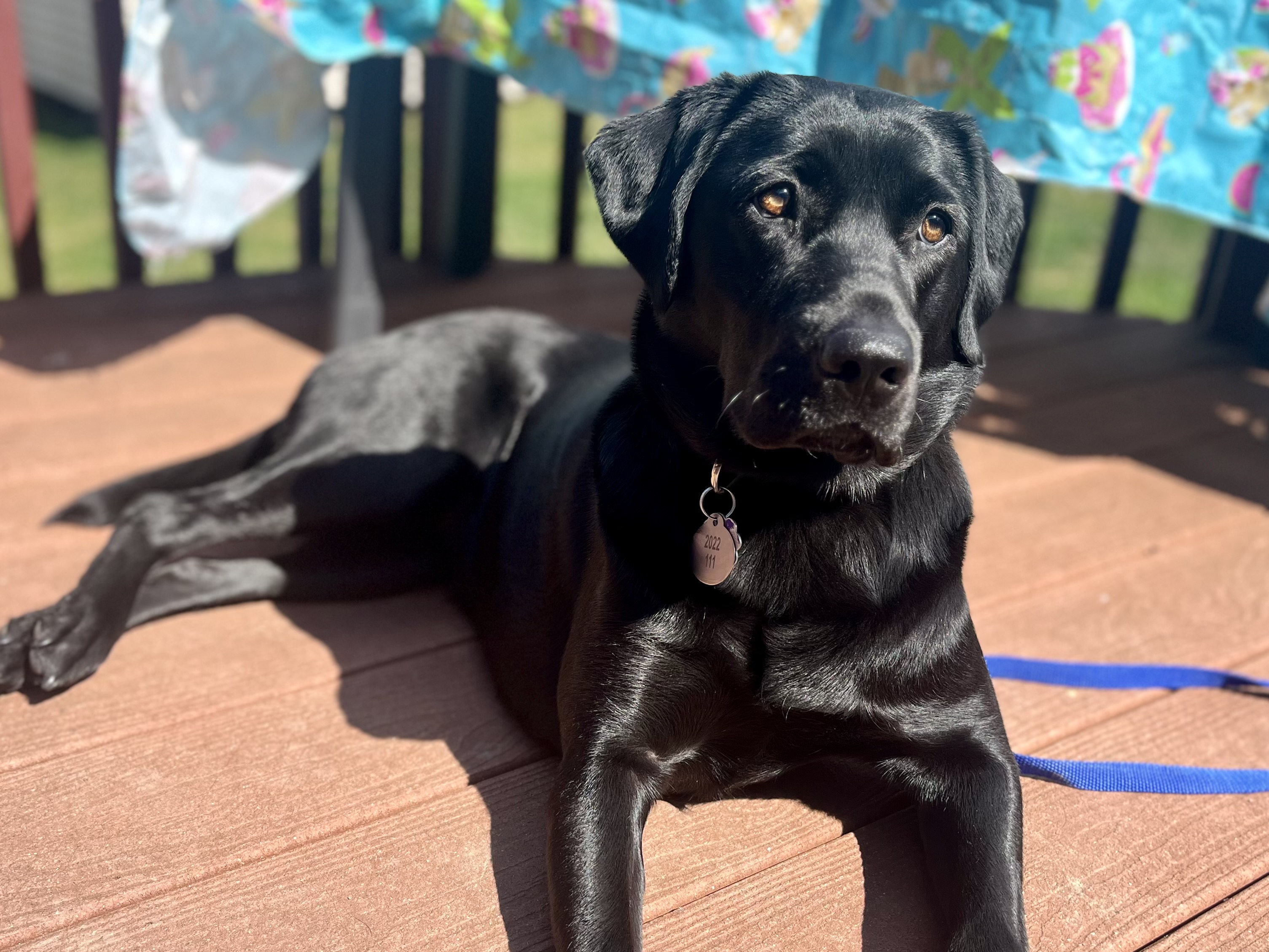 Team Hannah Banana's fundraiser for BluePath Service Dogs | GiveGab